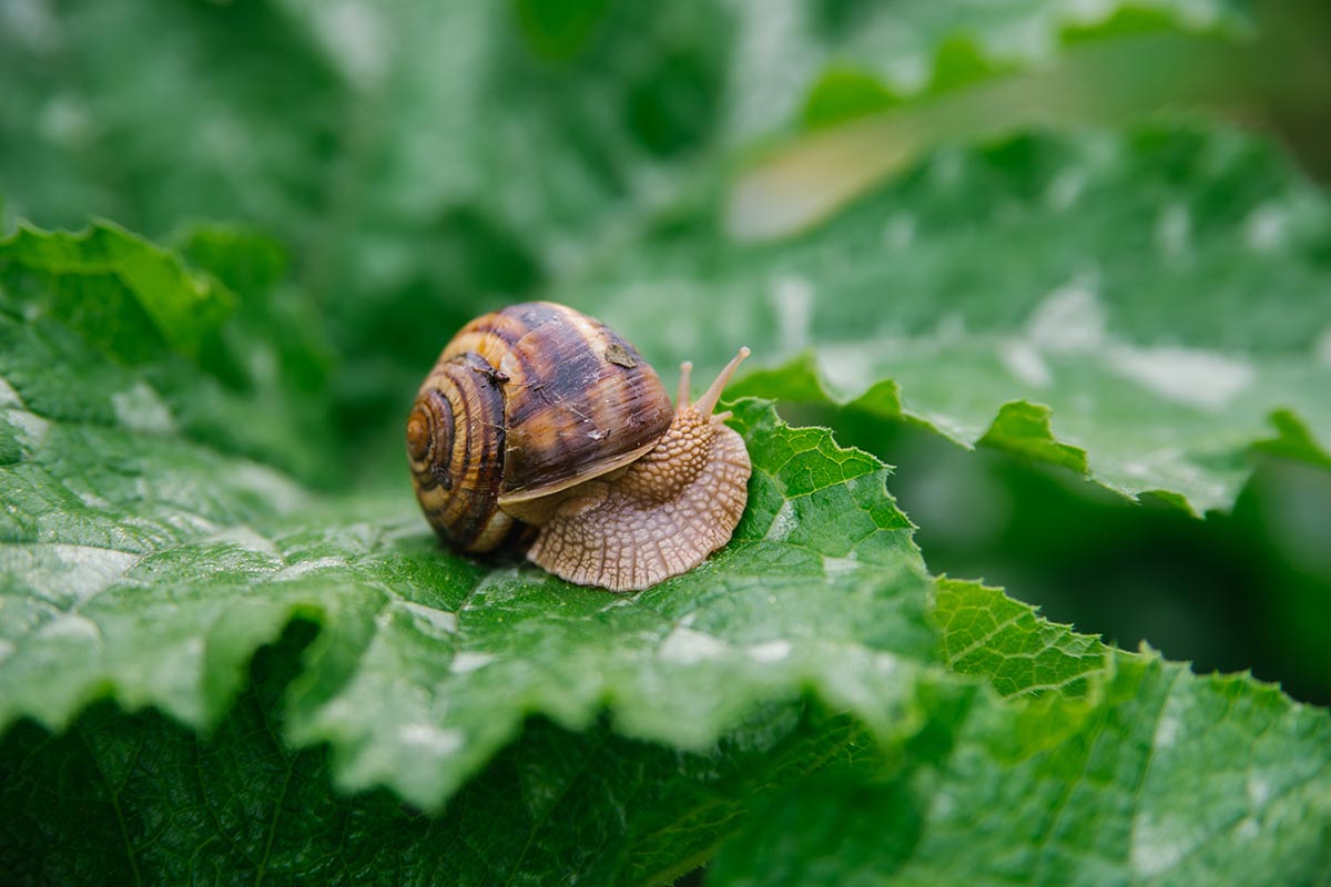 Nieuwe slakken geboren - De Slakkerie